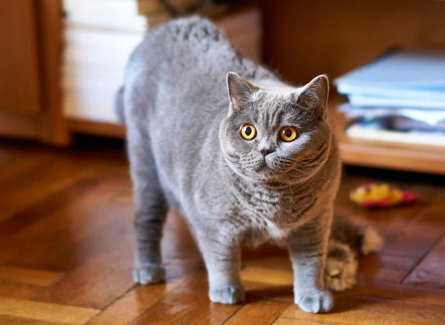 What Do British Shorthair Cats Eat? Recommended Food List - My British ...