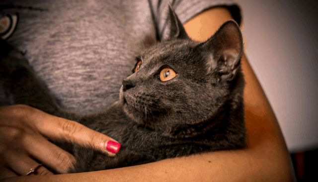 What To Do When Your Lost Cat Returns Home - My British Shorthair Cat ...