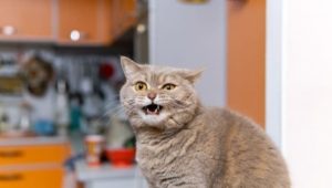 Why Do Cats Meow Back At You? - My British Shorthair