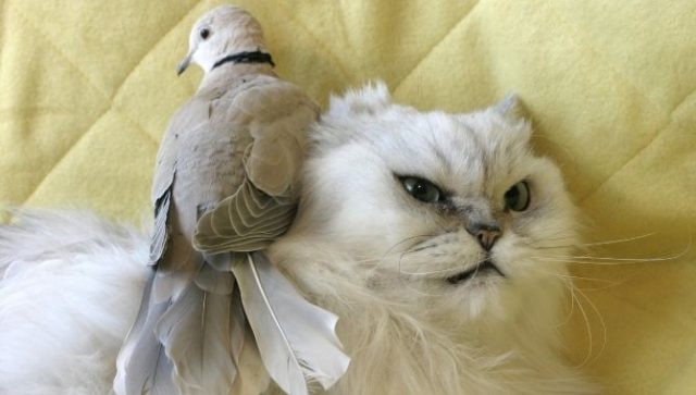 Why Does My Cat Sound Like A Pigeon? - My British Shorthair Cat ...