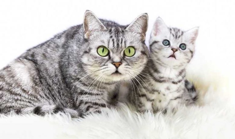 12 Surprising Facts About Silver Tabby Cat - Silver Tabby Cats Classic ...