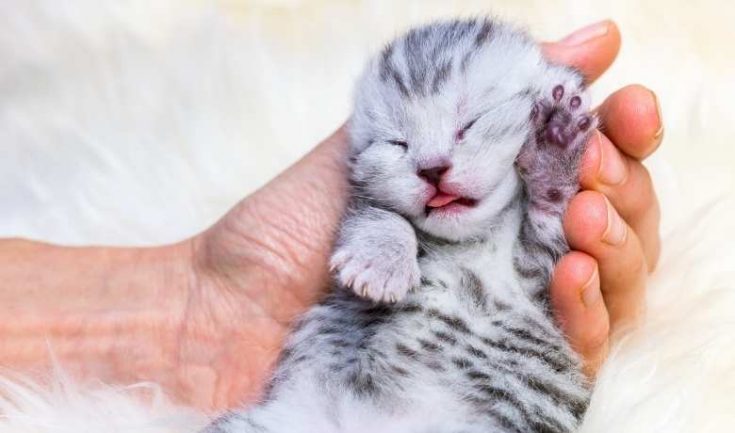 12 Surprising Facts About Silver Tabby Cat - Silver Tabby Cats Classic ...