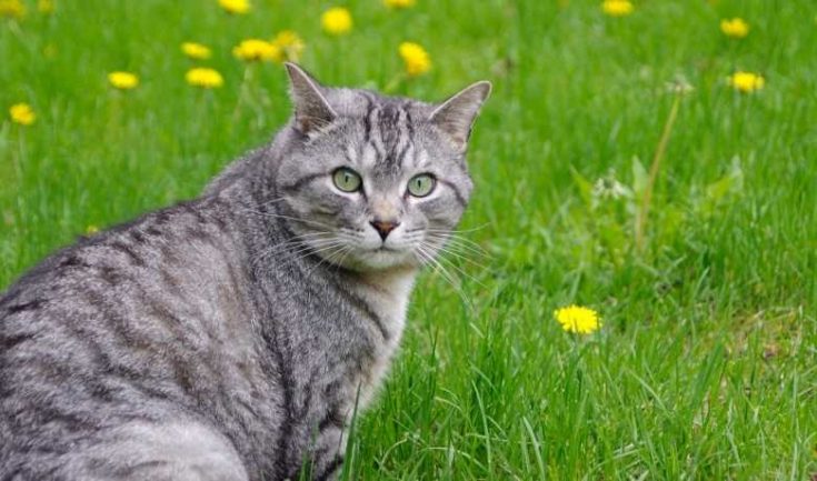 12 Surprising Facts About Silver Tabby Cat - Silver Tabby Cats Classic ...