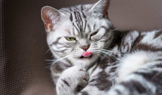 12 Surprising Facts About Silver Tabby Cat - Silver Tabby Cats Classic ...