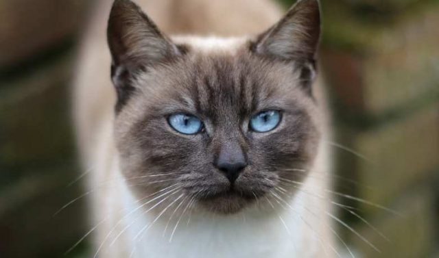 Lynx Point Siamese - 15 Reasons Why Lynx Point Cats Are So Popular ...