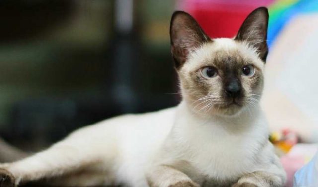 Lynx Point Siamese - 15 Reasons Why Lynx Point Cats Are So Popular ...