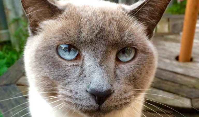 Lynx Point Siamese - 15 Reasons Why Lynx Point Cats Are So Popular ...