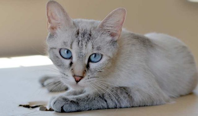 Lynx Point Siamese - 15 Reasons Why Lynx Point Cats Are So Popular ...