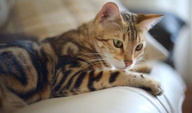 15 Facts About Marble Bengal Cat | Marbled Kittens And Bengal Cats - My ...