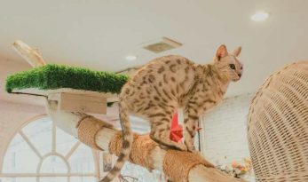 15 Facts About Marble Bengal Cat | Marbled Kittens And Bengal Cats - My ...