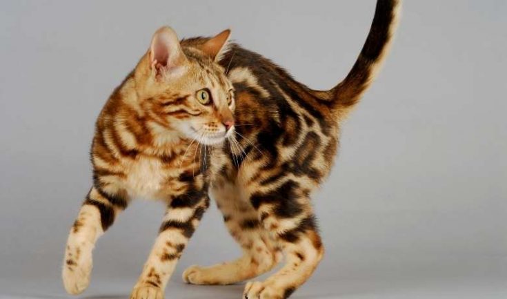 15 Facts About Marble Bengal Cat | Marbled Kittens And Bengal Cats - My ...