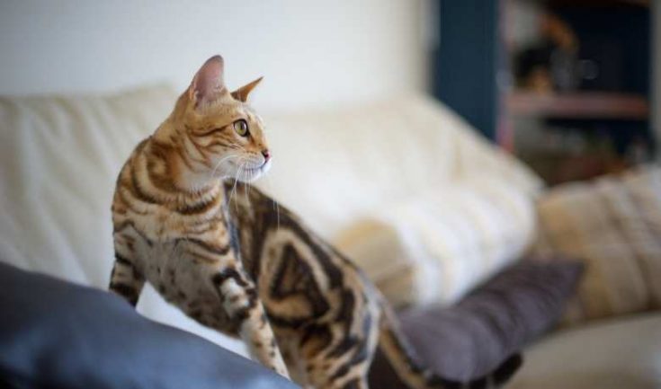 15 Facts About Marble Bengal Cat | Marbled Kittens And Bengal Cats - My ...
