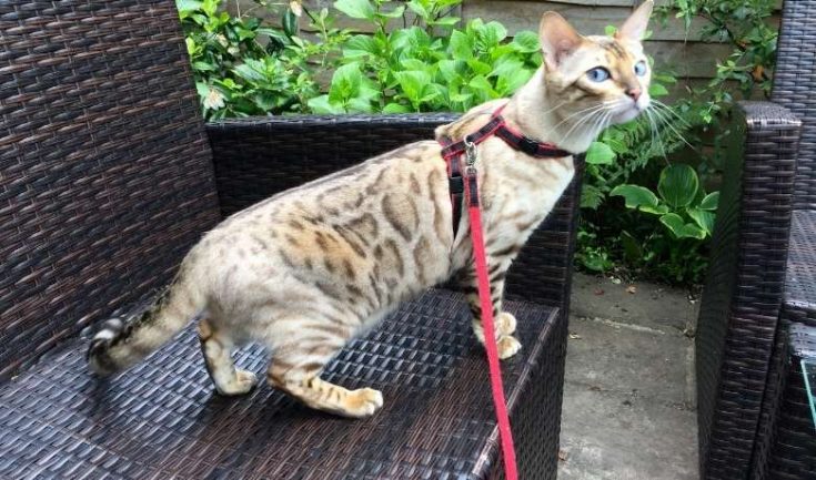 15 Facts About Marble Bengal Cat | Marbled Kittens And Bengal Cats - My ...