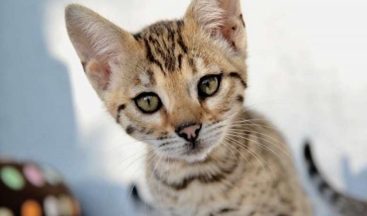 15 Facts About Marble Bengal Cat | Marbled Kittens And Bengal Cats - My ...