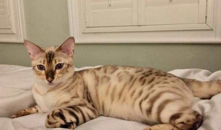 15 Facts About Marble Bengal Cat | Marbled Kittens And Bengal Cats - My ...