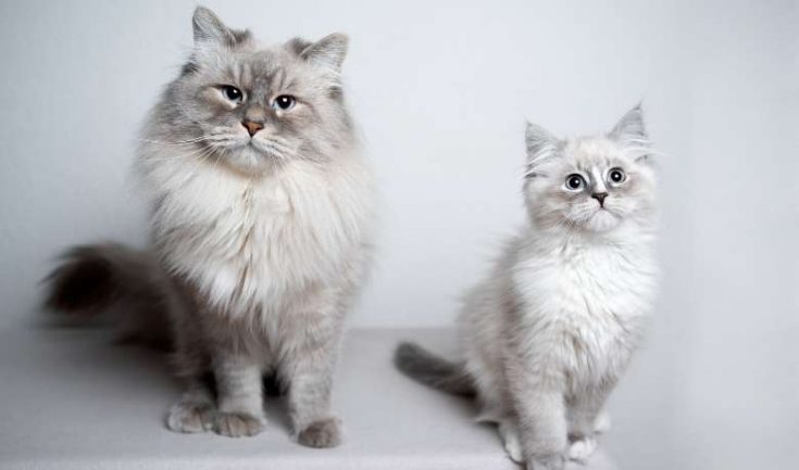 Ragdoll Cat Weight By Age Full Guide - My British Shorthair Cat ...