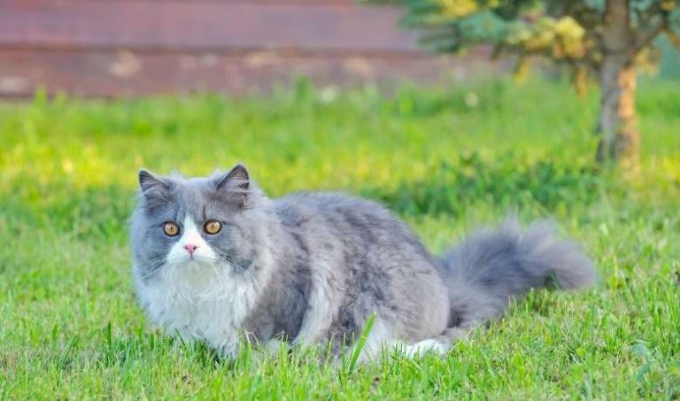 Ragdoll Cat Weight By Age Full Guide - My British Shorthair Cat ...