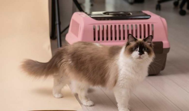 Ragdoll Cat Weight By Age Full Guide - My British Shorthair Cat ...