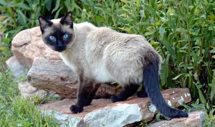 15 Facts About Seal Point Siamese Cat | Siamese Cat Guide - My British ...