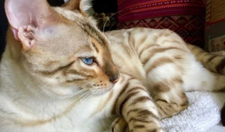 Silver Bengal Cat - 15 Questions About Silver Bengal Cats [ANSWERED ...