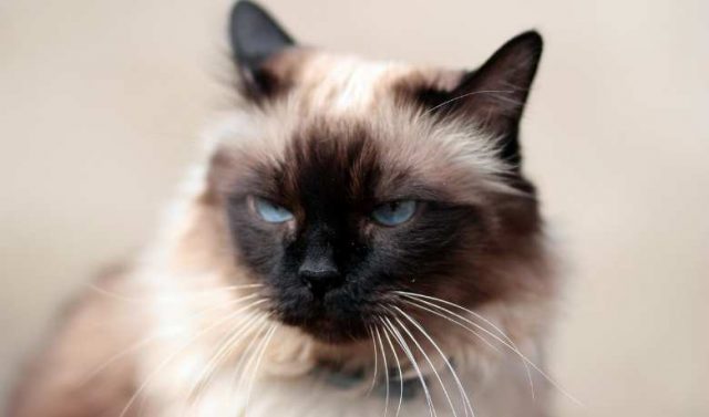 15 Facts About Tortie Point Siamese Cat | Tortoiseshell Siamese - My ...