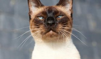15 Facts About Tortie Point Siamese Cat | Tortoiseshell Siamese - My ...