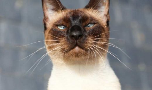15 Facts About Tortie Point Siamese Cat | Tortoiseshell Siamese - My ...