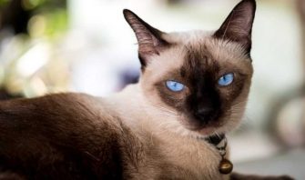 15 Facts About Tortie Point Siamese Cat | Tortoiseshell Siamese - My ...