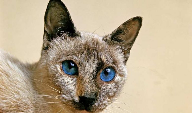 15 Facts About Tortie Point Siamese Cat | Tortoiseshell Siamese - My ...