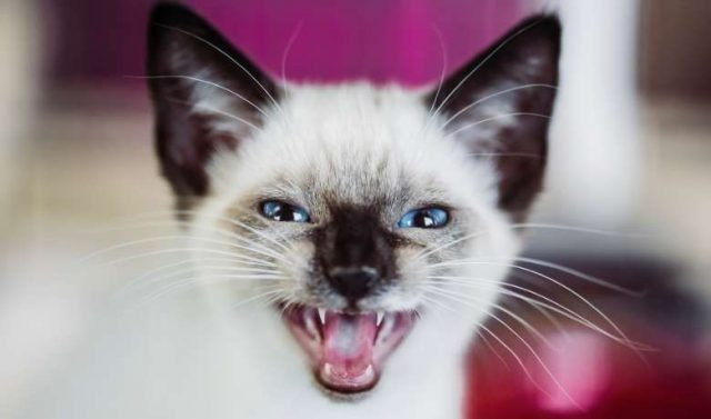 15 Facts About Tortie Point Siamese Cat | Tortoiseshell Siamese - My ...