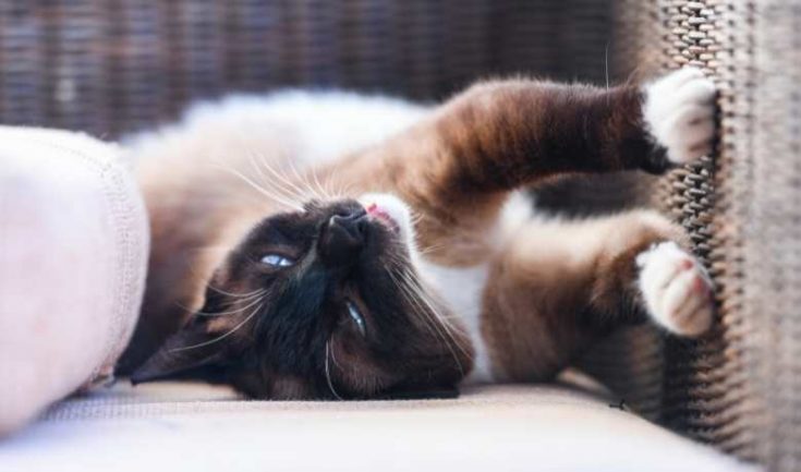 15 Facts About Tortie Point Siamese Cat | Tortoiseshell Siamese - My ...