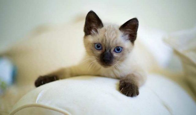 15 Facts About Tortie Point Siamese Cat | Tortoiseshell Siamese - My ...