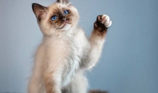 15 Facts About Tortie Point Siamese Cat | Tortoiseshell Siamese - My ...