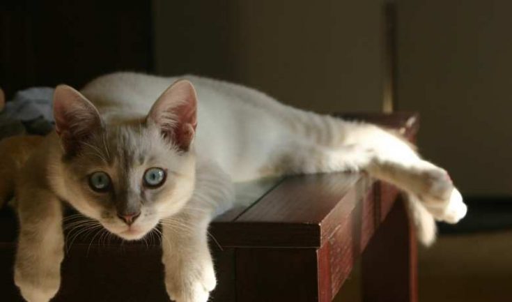 15 Facts About Tortie Point Siamese Cat | Tortoiseshell Siamese - My ...