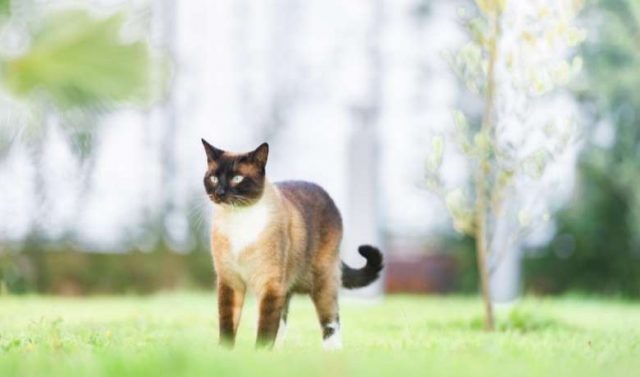 15 Facts About Tortie Point Siamese Cat | Tortoiseshell Siamese - My ...