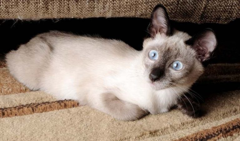 Lynx Point Siamese - 15 Reasons Why Lynx Point Cats Are So Popular ...