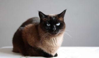 15 Facts About Tortie Point Siamese Cat | Tortoiseshell Siamese - My ...
