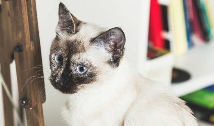 Lynx Point Siamese - 15 Reasons Why Lynx Point Cats Are So Popular ...