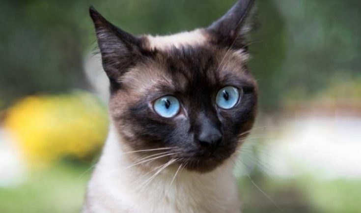 15 Facts About Tortie Point Siamese Cat | Tortoiseshell Siamese - My ...