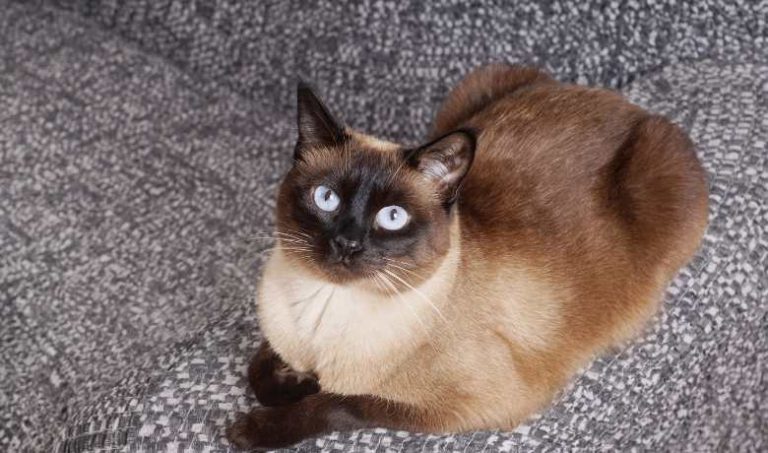 15 Facts About Tortie Point Siamese Cat | Tortoiseshell Siamese - My ...