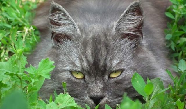 Siberian Cat Colors And Patterns - Complete Guide - My British ...