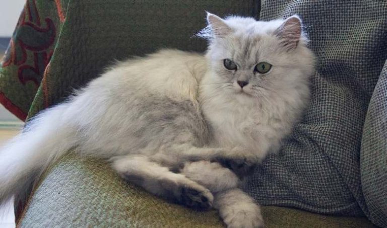 Persian Cat Colors And Patterns - Full Guide - My British Shorthair Cat ...