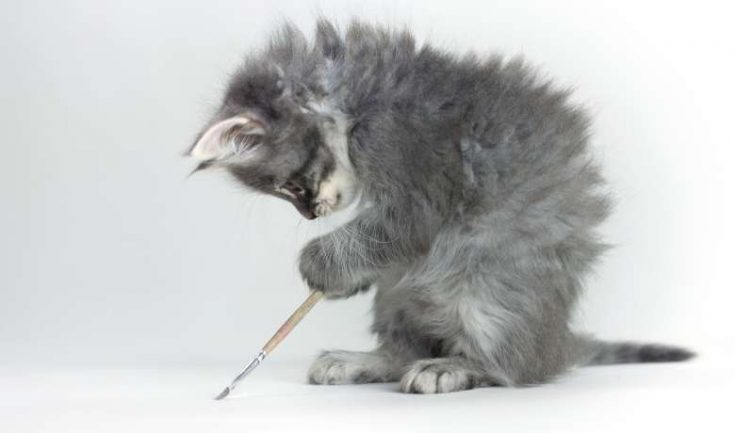 Siberian Cat Colors And Patterns - Complete Guide - My British ...