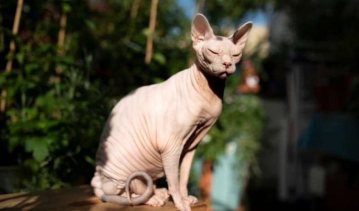 Sphynx Cat Weight By Age Full Guide - My British Shorthair Cat ...