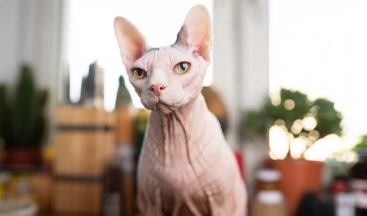 Sphynx Cat Weight By Age Full Guide - My British Shorthair Cat ...