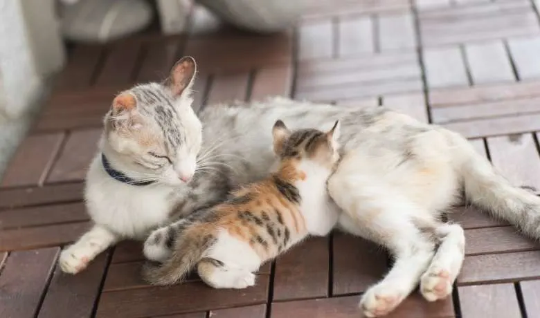 Symptoms Of Dead Kitten Inside Mother Cat - My British Shorthair