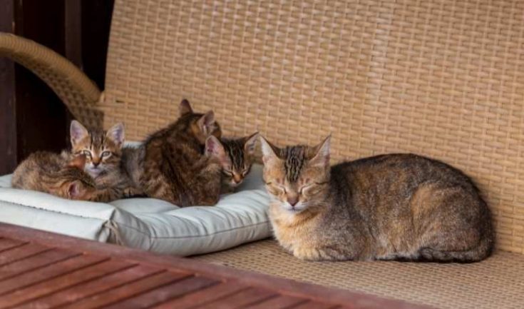 Symptoms Of Dead Kitten Inside Mother Cat - My British Shorthair Cat ...