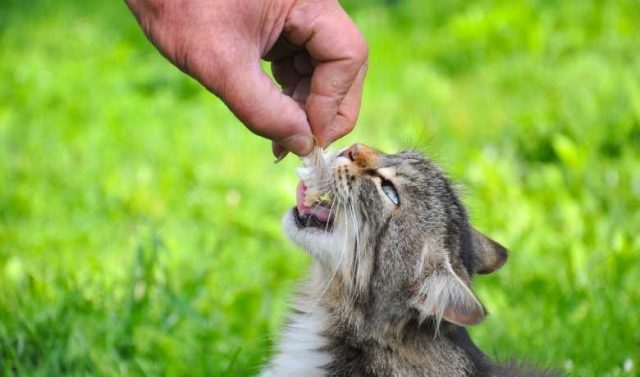 Can Cats Eat Fish Bones? Is Fish With Bones Safe? Should You Give Fish ...