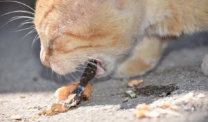 Can Cats Eat Fish Bones? Is Fish With Bones Safe? Should You Give Fish ...