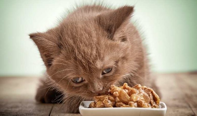 Can Cats Eat Fish Bones? Is Fish With Bones Safe? Should You Give Fish ...